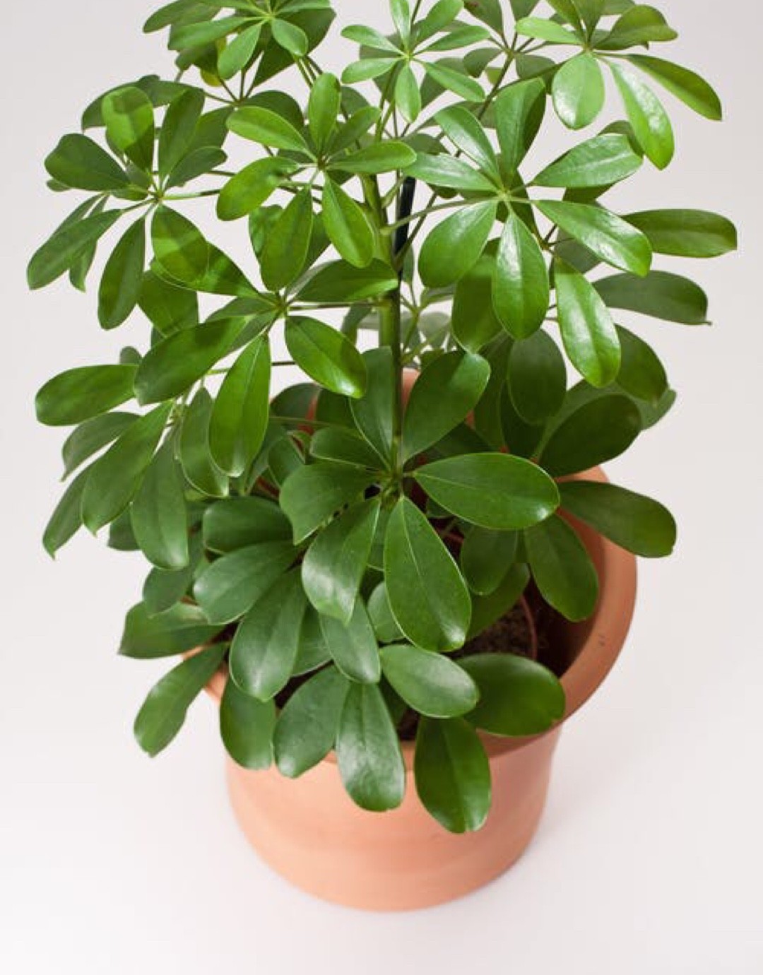 Schefflera arboricola 'Nora' (Schefflera arboricola 'Nora') - PictureThis