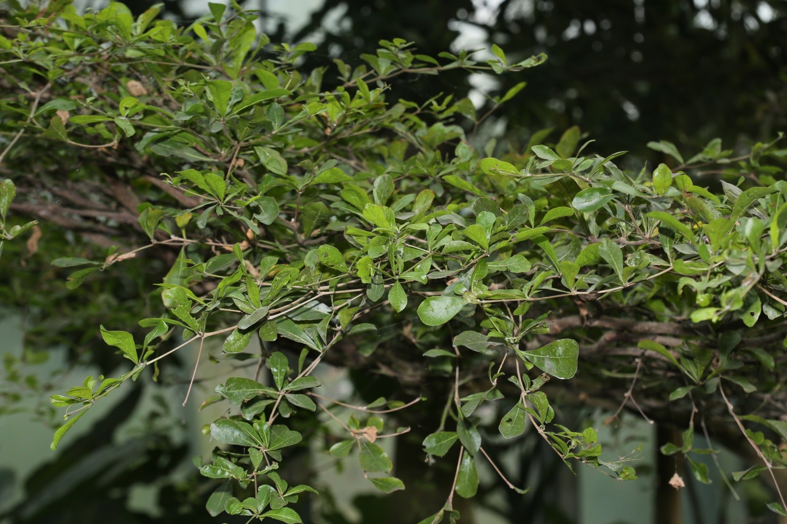 Terminalia neotaliala - PictureThis