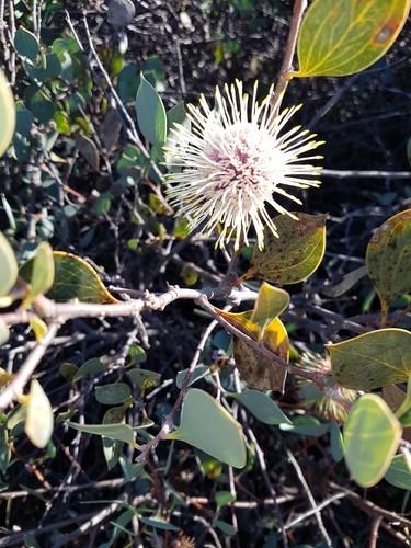 Hakea petiolaris - PictureThis