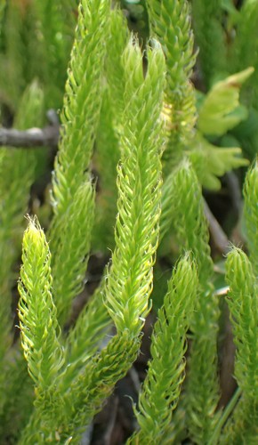 Lycopodium lagopus (Lycopodium lagopus) - PictureThis