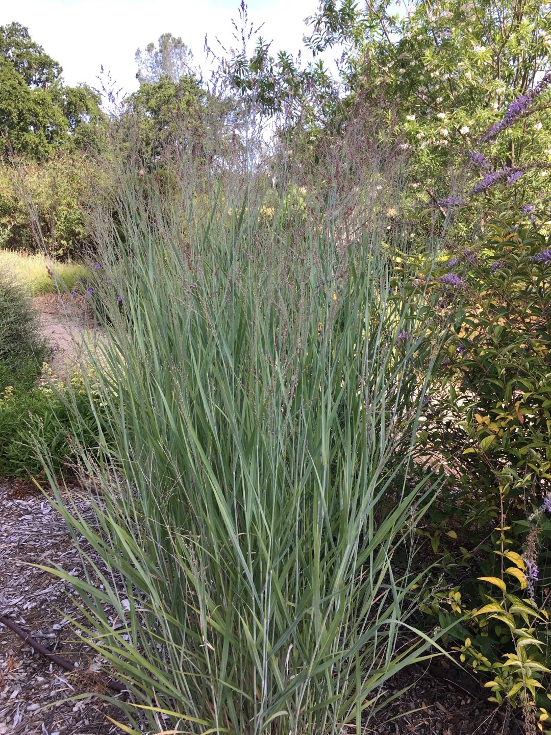 Panicum virgatum 'Heavy Metal' - PictureThis