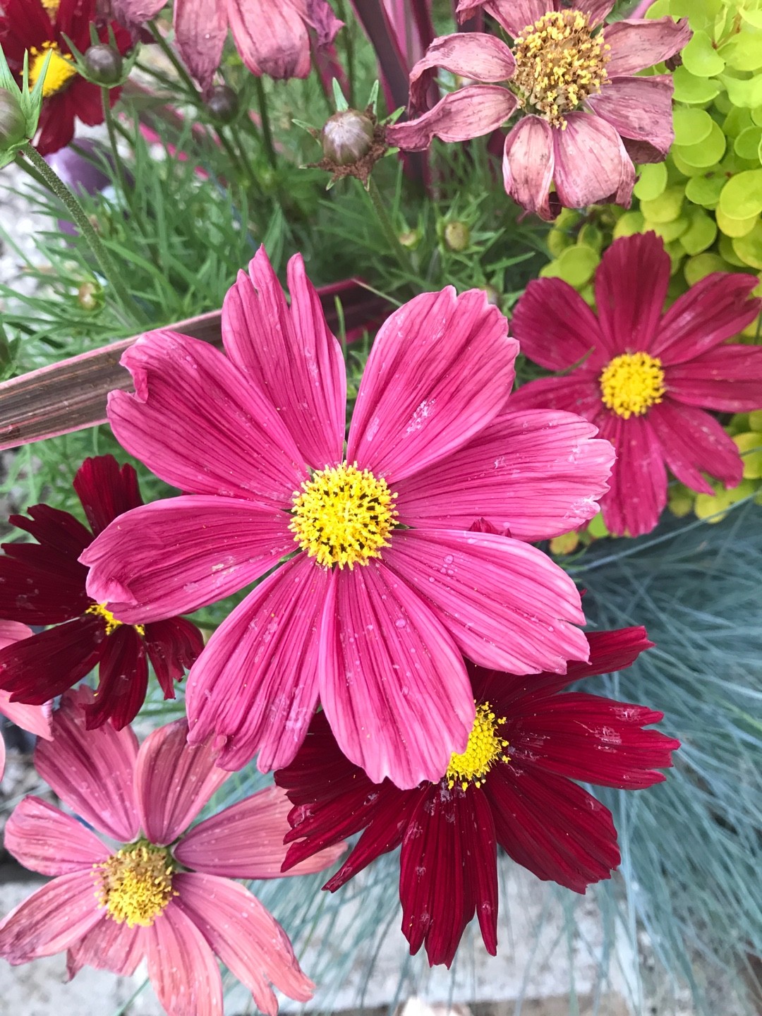 Cosmos bipinnatus 'Rubinato' - PictureThis