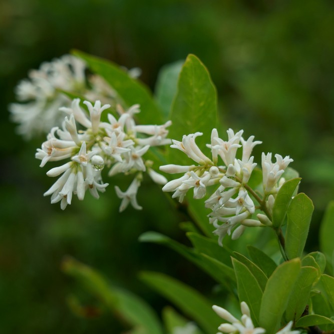 Ligustrum obtusifolium - PictureThis