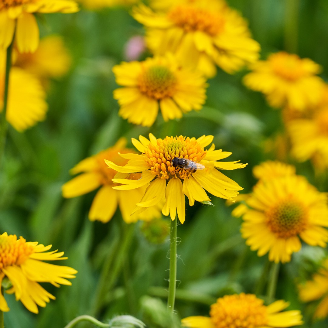 Helenium amarum - PictureThis