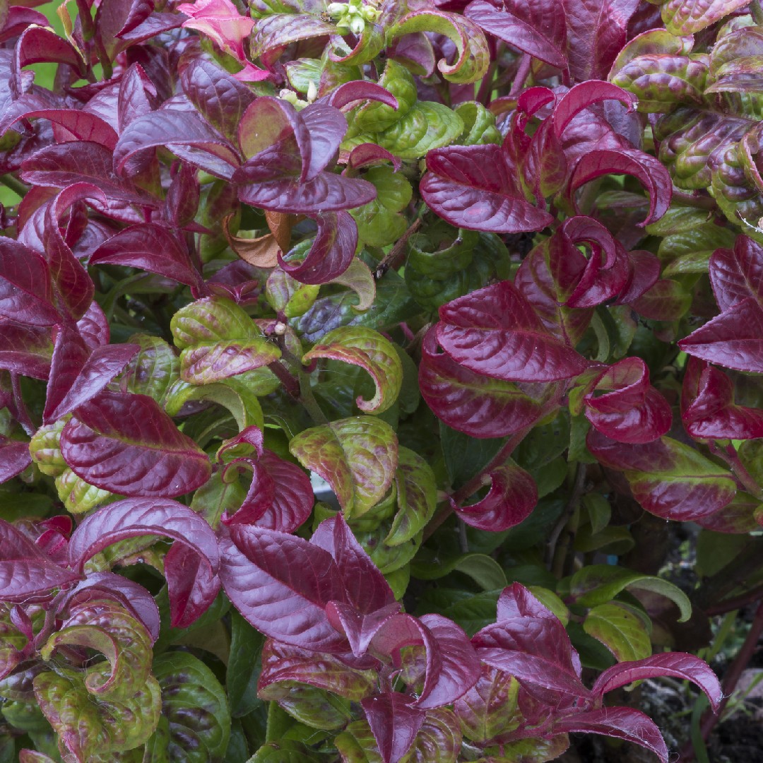 Leucothoe axillaris - PictureThis