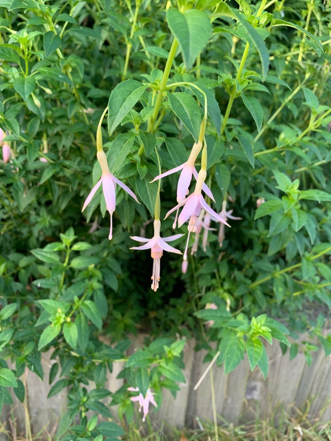 Fuchsia 'Whiteknights Pearl' - PictureThis