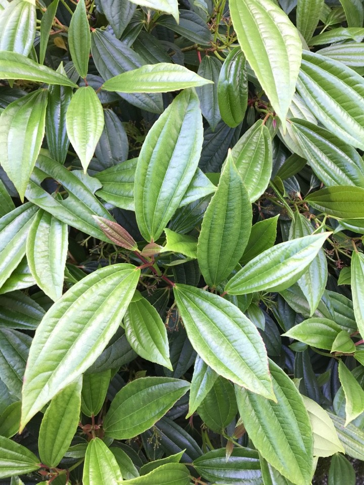 Bredia sinensis - PictureThis