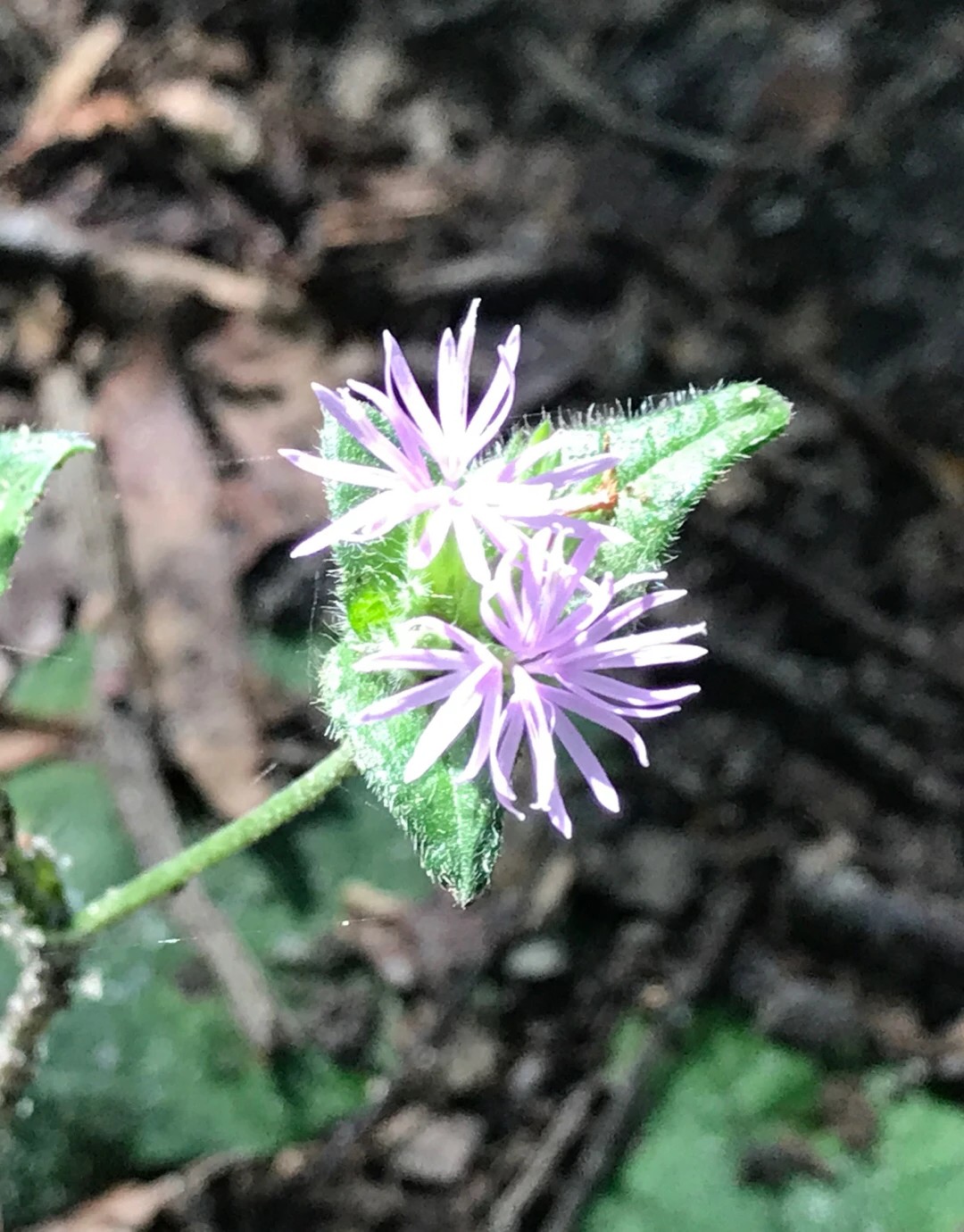 Smooth elephant's foot (Elephantopus nudatus) Flower, Leaf, Uses ...