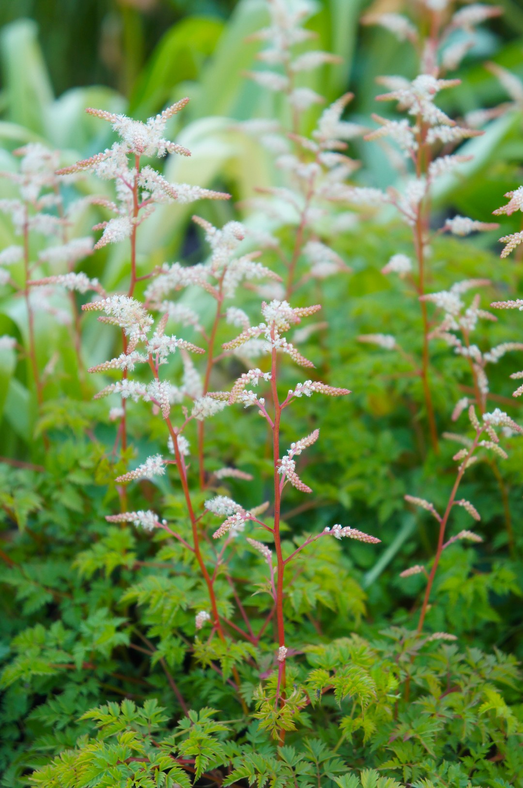 Aruncus aethusifolius 'Dwarf Goat's Beard' - PictureThis