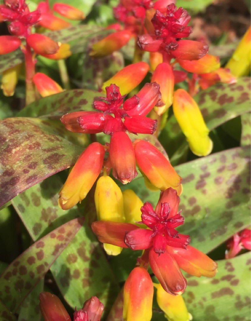 라케날리아 풍크타타 (Lachenalia punctata) - PictureThis