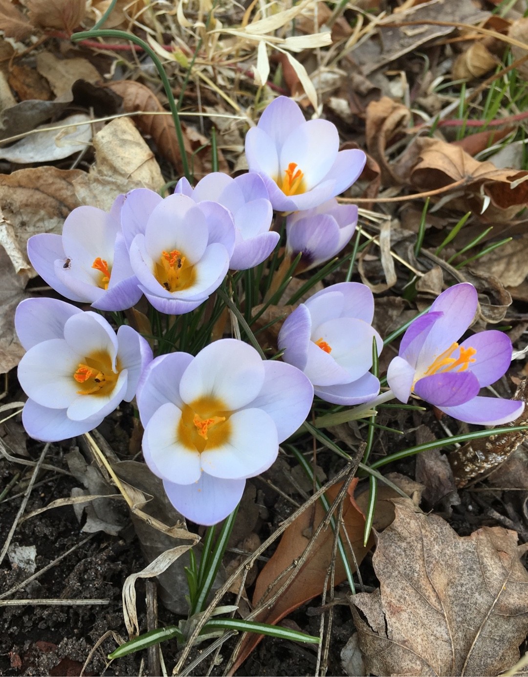 Crocus chrysanthus 'Blue Pearl' (Crocus chrysanthus 'Blue Pearl ...