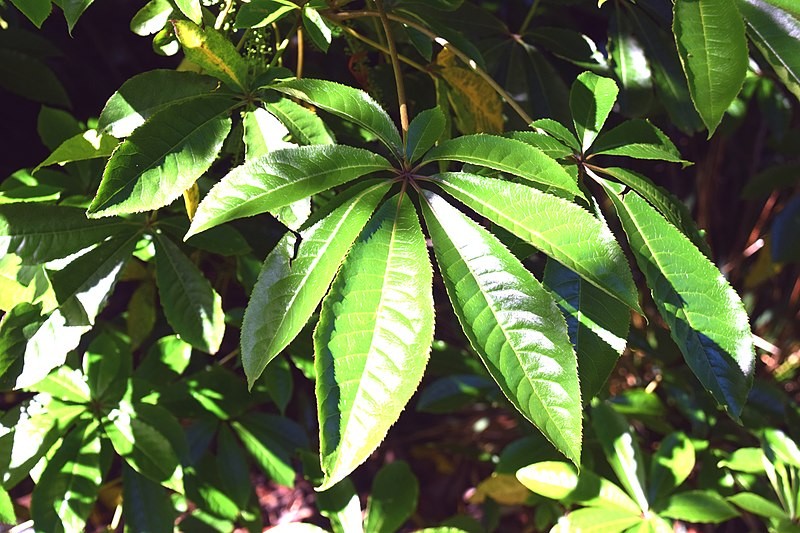 Schefflera digitata - PictureThis