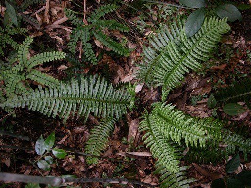 Plagiogyria falcata - PictureThis