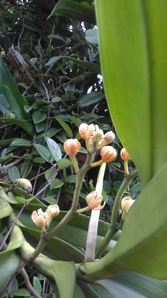 Acampe rigida - PictureThis