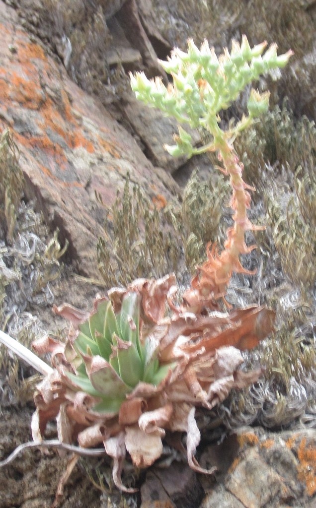 Dudleya candelabrum Cuidados (Plantando, Fertilizantes, Enfermedades ...