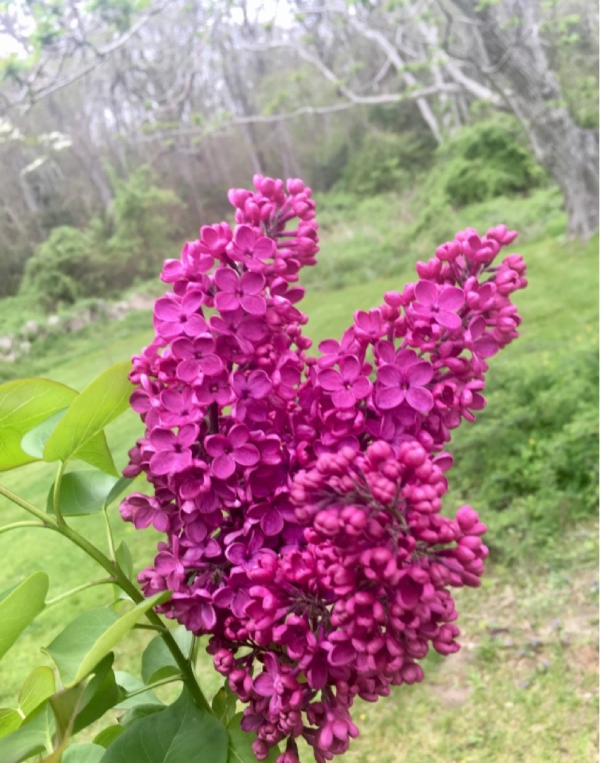 Syringa vulgaris 'Monge' - PictureThis