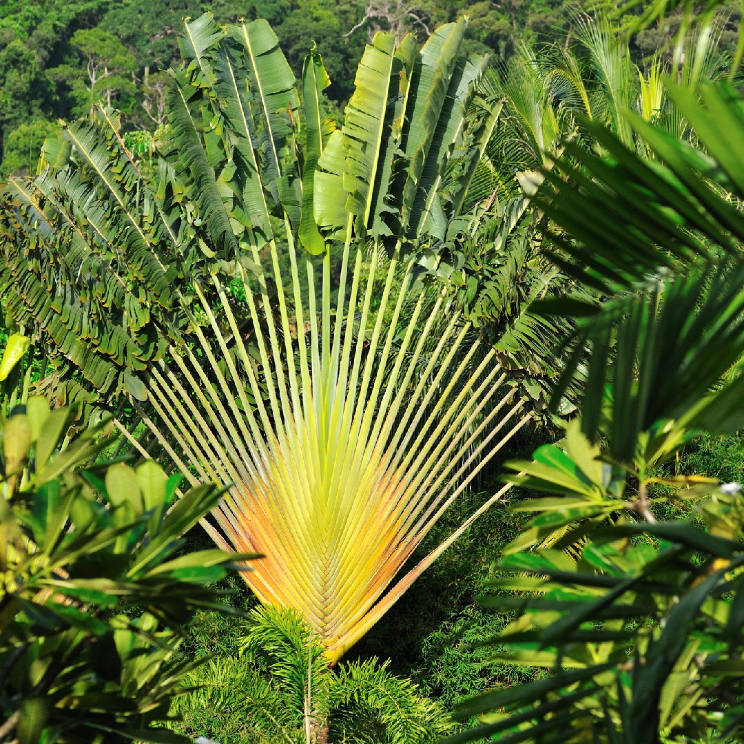 Ravenala madagascariensis - PictureThis