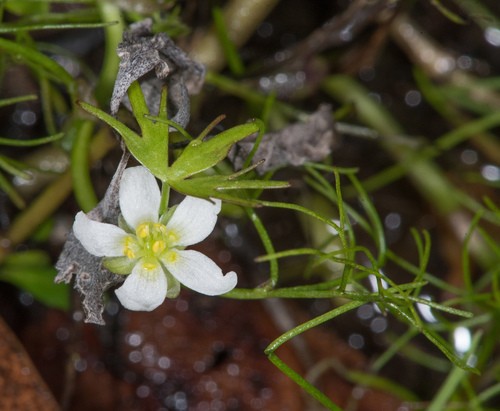Ranunculus lobbii - PictureThis