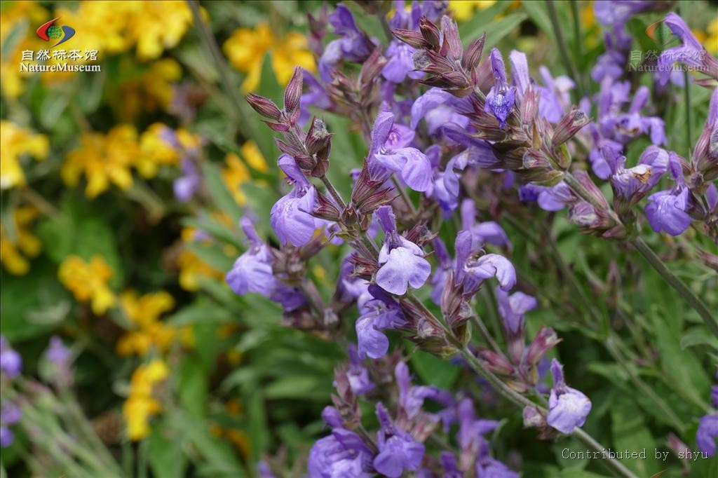 Salvia officinalis subsp. lavandulifolia - PictureThis