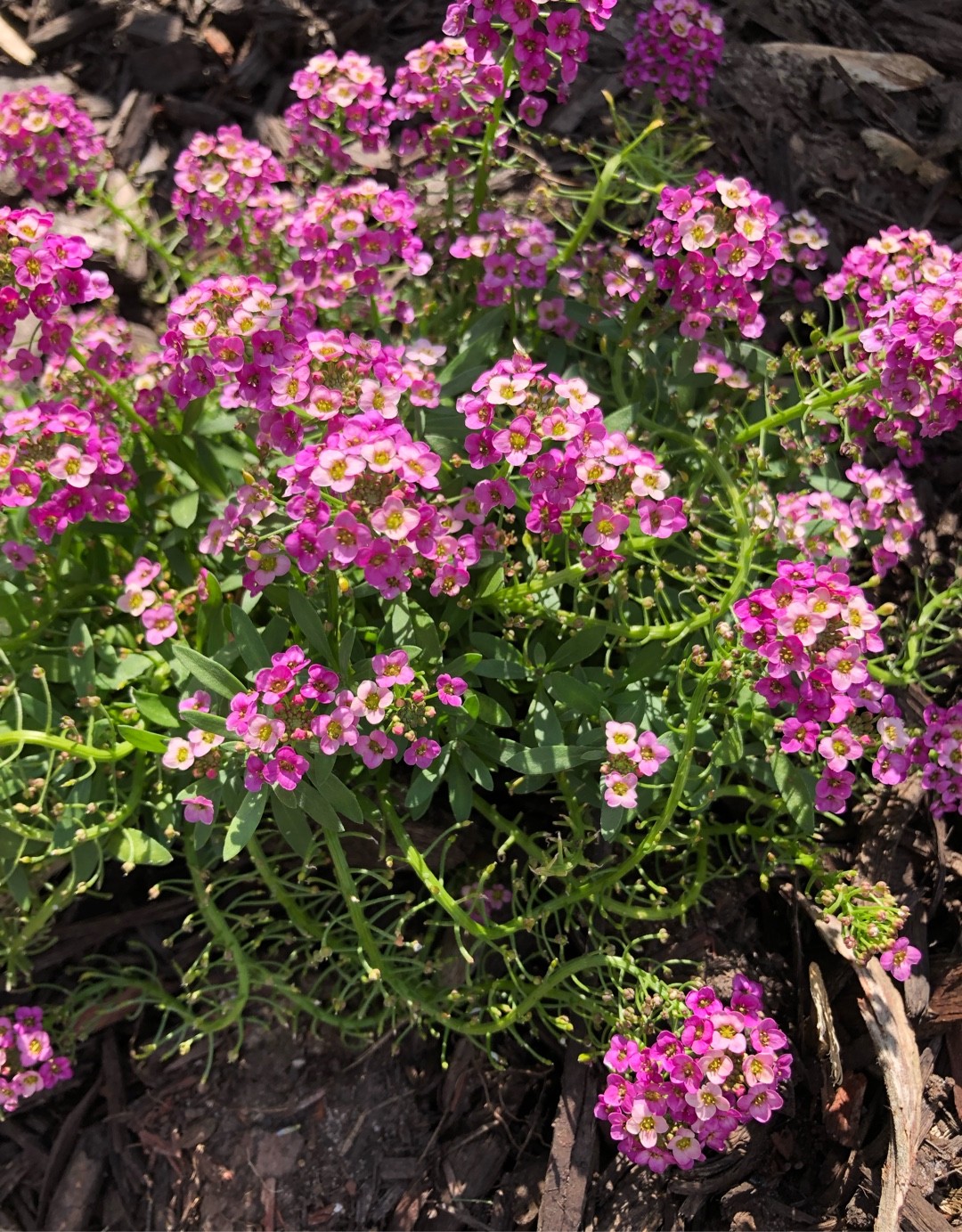 Lobularia maritima 'Rosie O'Day' (Lobularia maritima 'Rosie O'Day ...