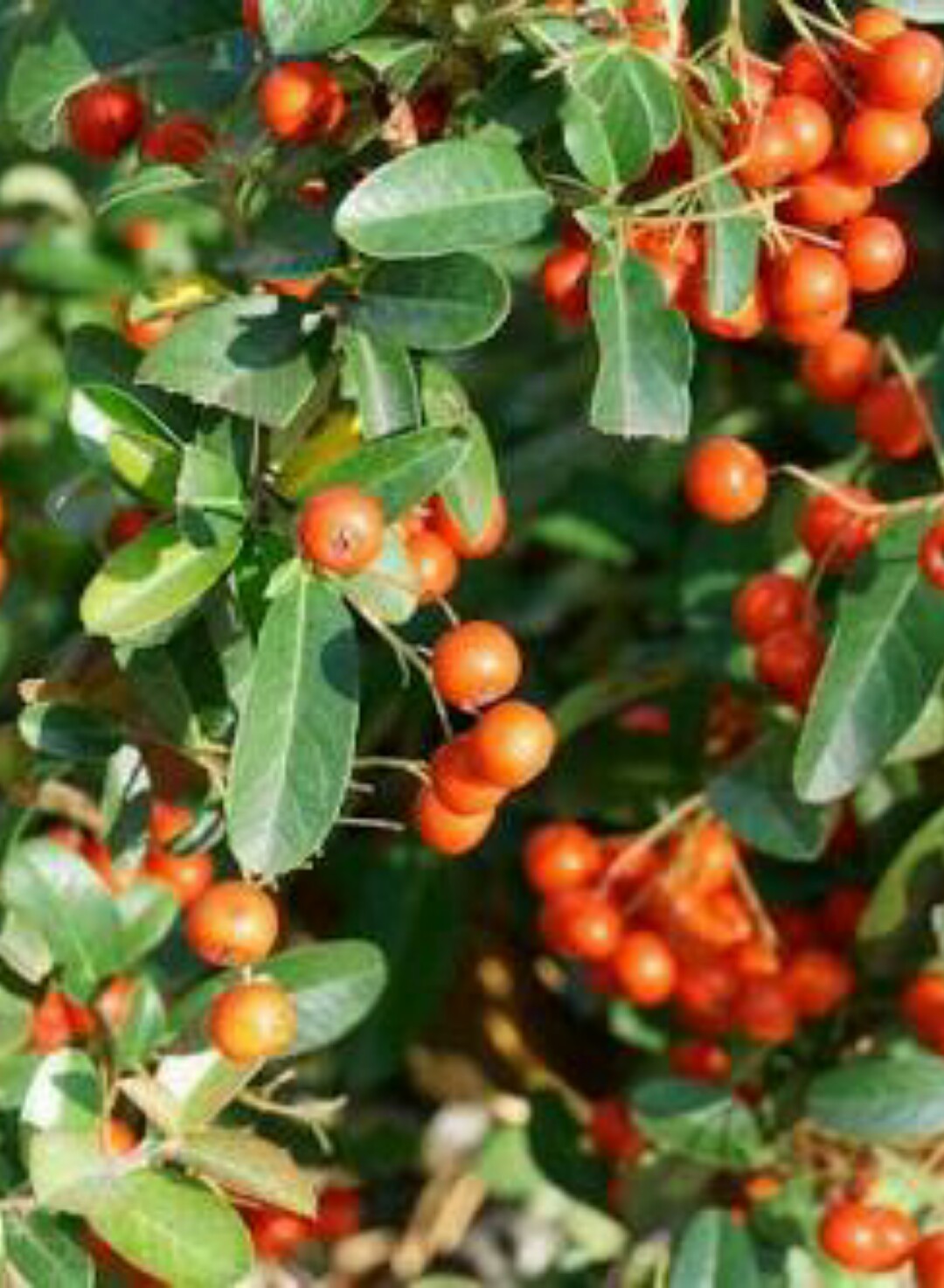 Pyracantha coccinea 'Lowboy' Flower, Leaf, Uses - PictureThis