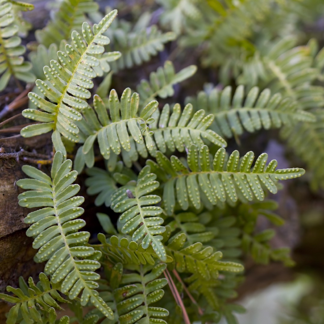 Polypode polypodioïde (Pleopeltis polypodioides) - PictureThis