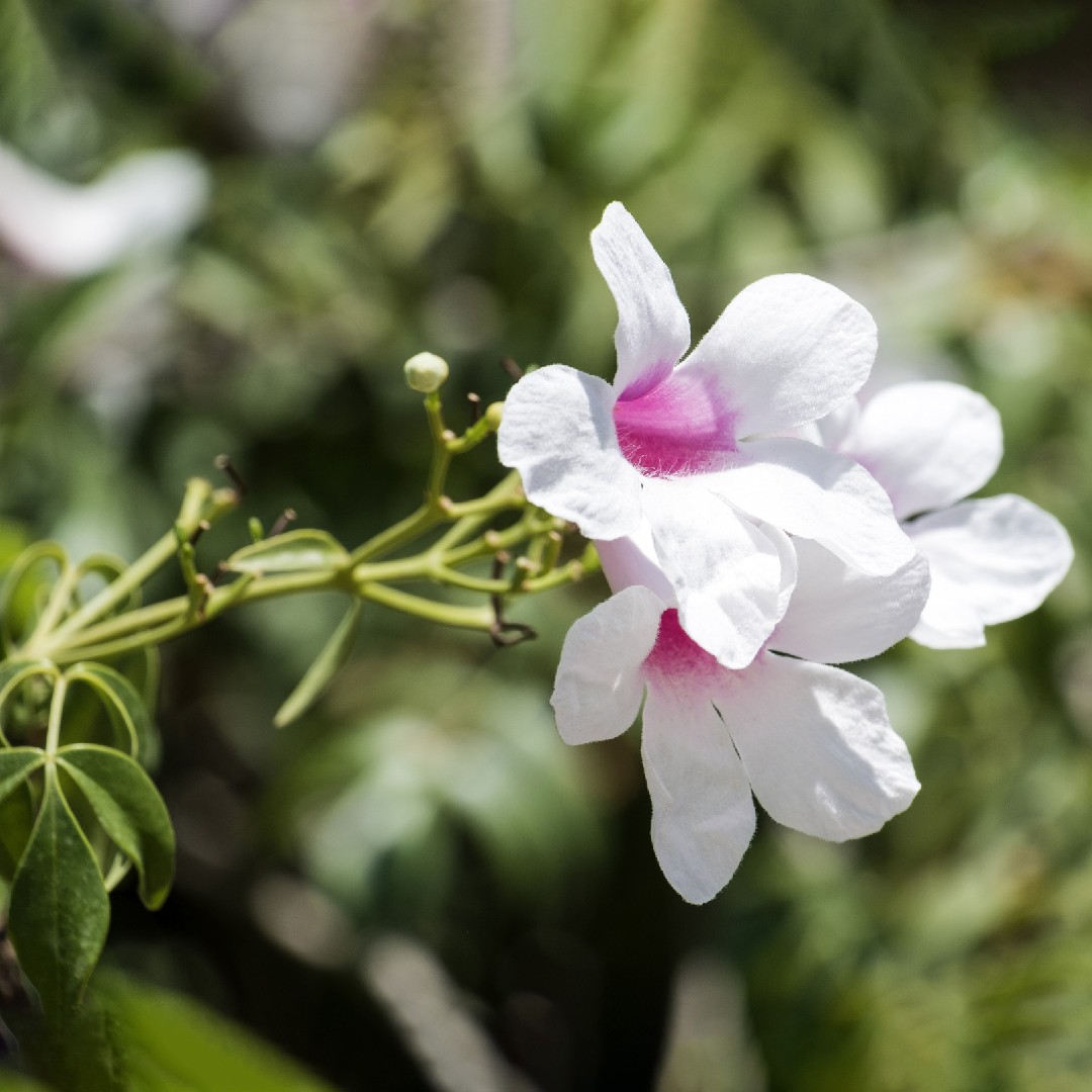 Rosa Pandorea (Pandorea jasminoides) - PictureThis