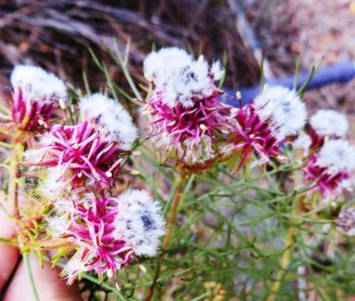 Serruria phylicoides - PictureThis