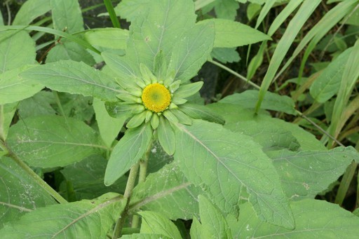 Carpesium macrocephalum - PictureThis