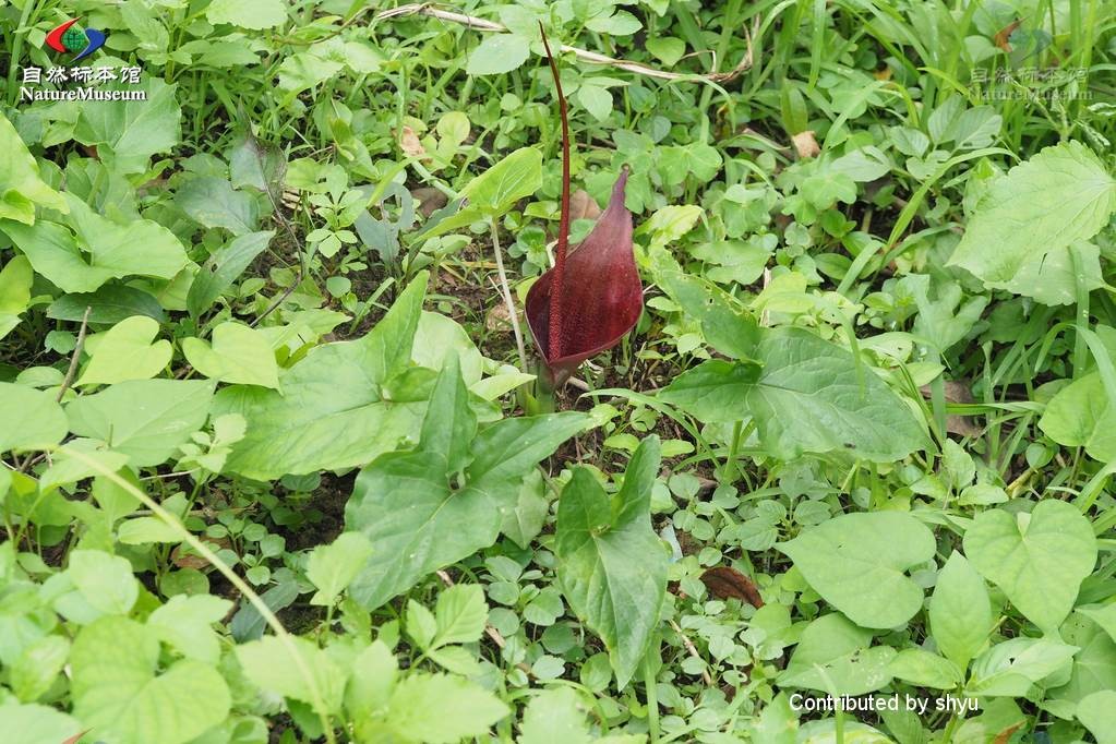 Divaricate typhonium (Typhonium blumei) Flower, Leaf, Care, Uses ...