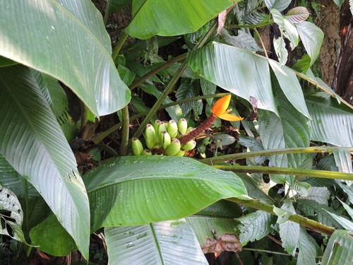 Musa aurantiaca - PictureThis