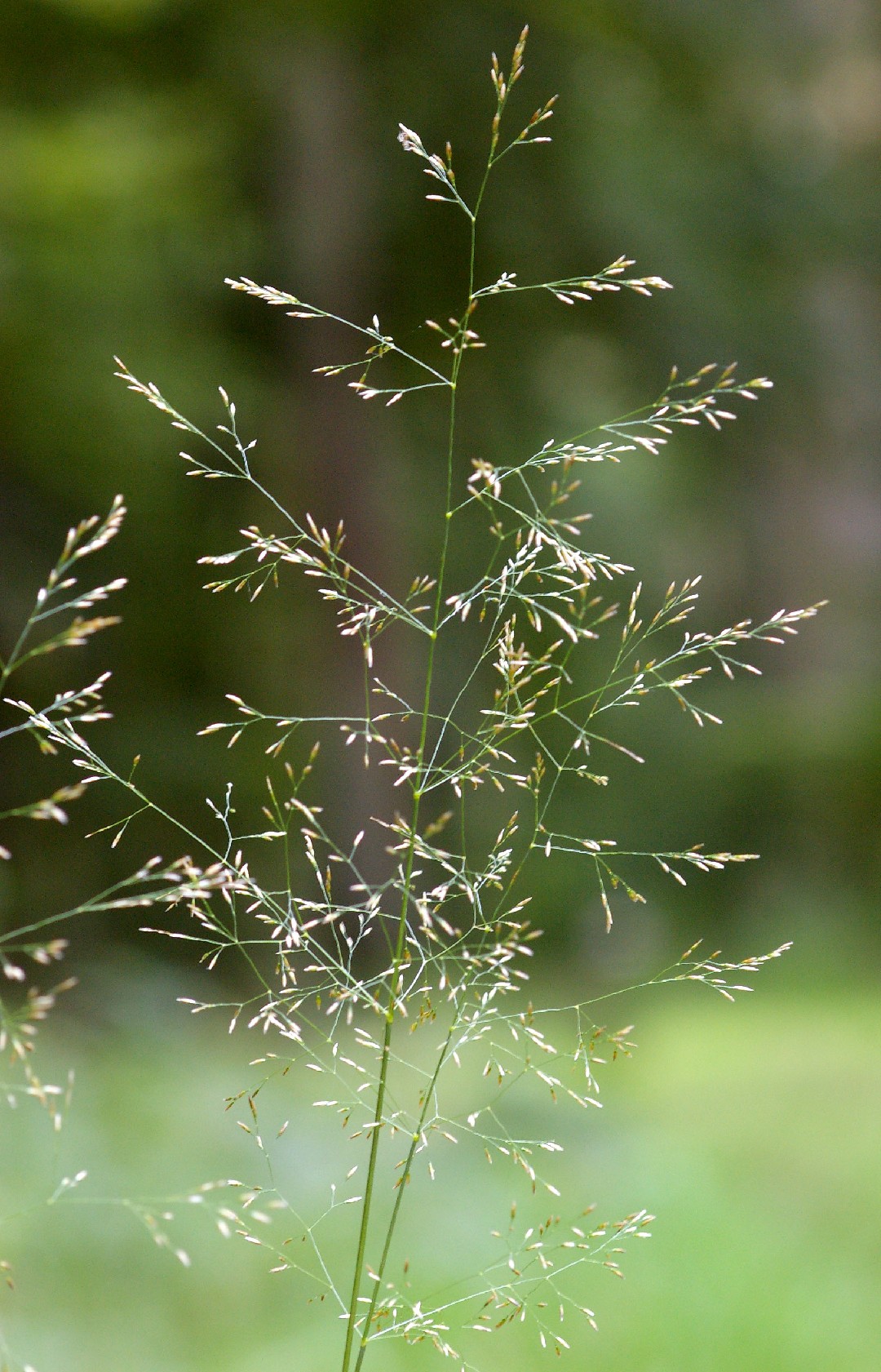 Tufted Hair-grass Deschampsia Cespitosa | ubicaciondepersonas.cdmx.gob.mx