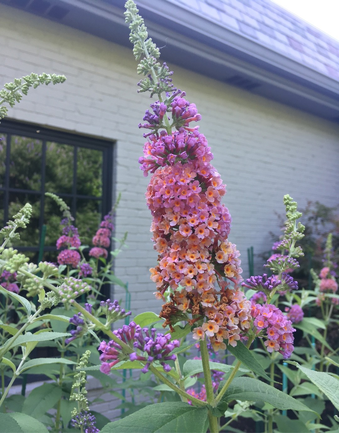 Buddleja (Buddleja) - PictureThis