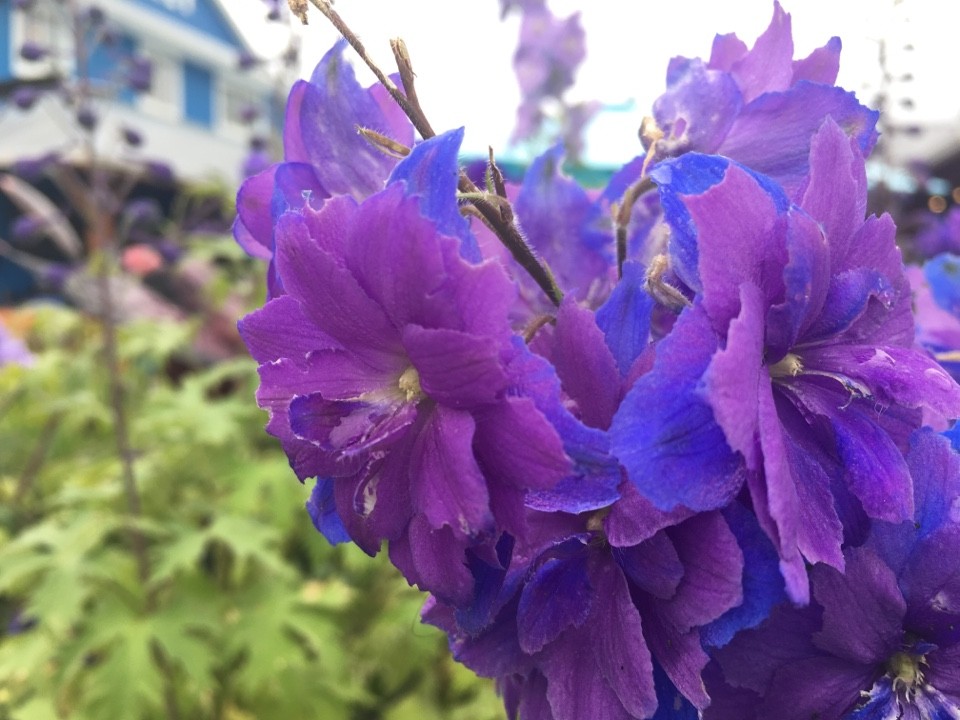 Delphinium 'Cassius' (Delphinium 'Cassius') - PictureThis