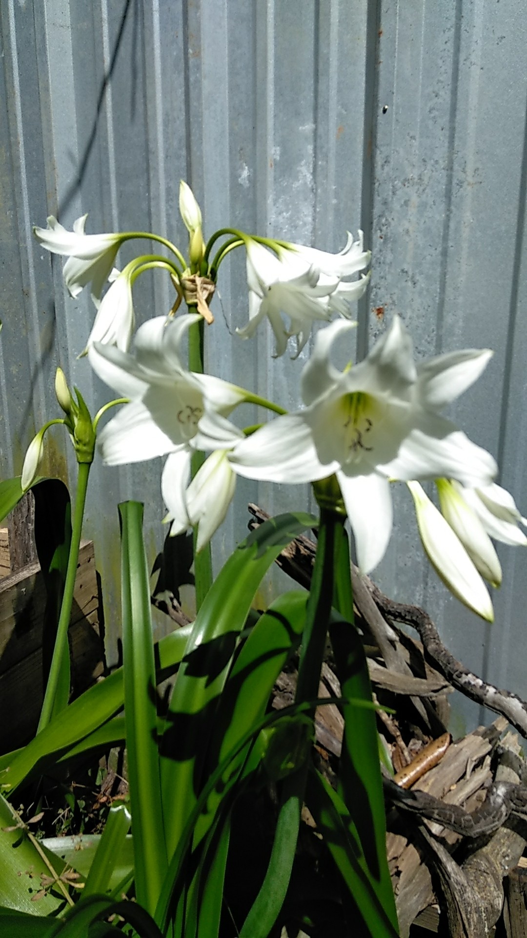 クリナム属 (Crinum) 花言葉，学名，よくある質問 - PictureThis