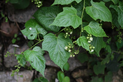 Rubus (Rubus) - PictureThis