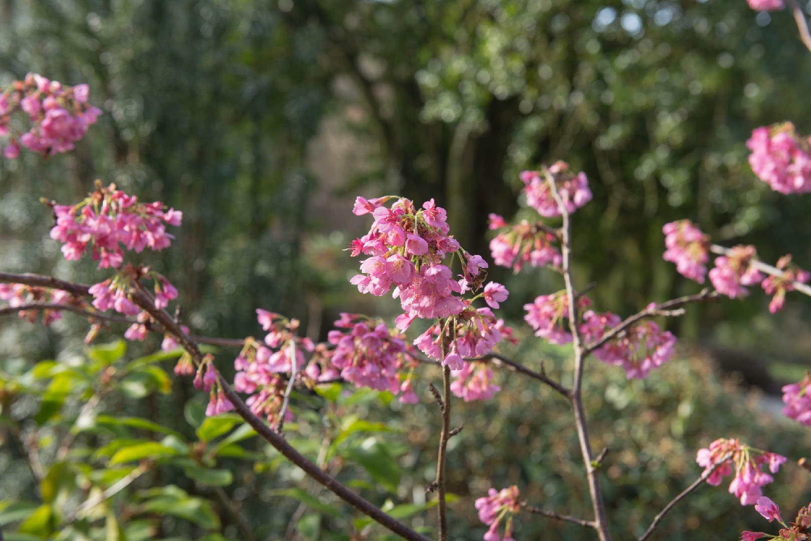Prunus 'Kursar' 花言葉，学名，よくある質問 - PictureThis