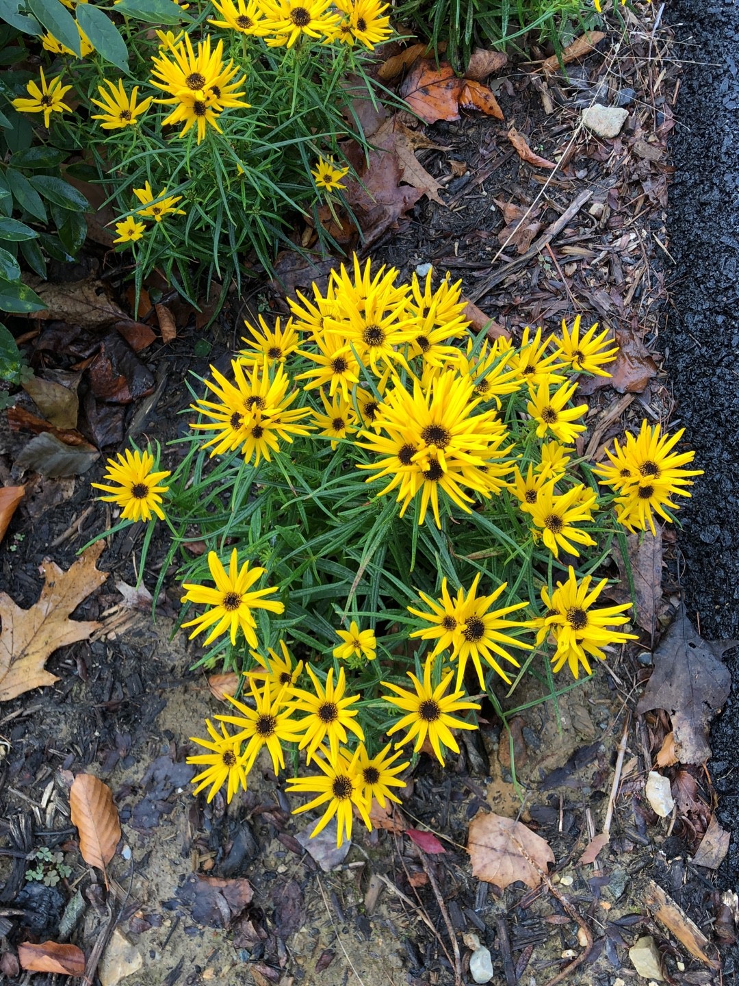 Helianthus salicifolius 'Low Down' Flower, Leaf, Uses - PictureThis