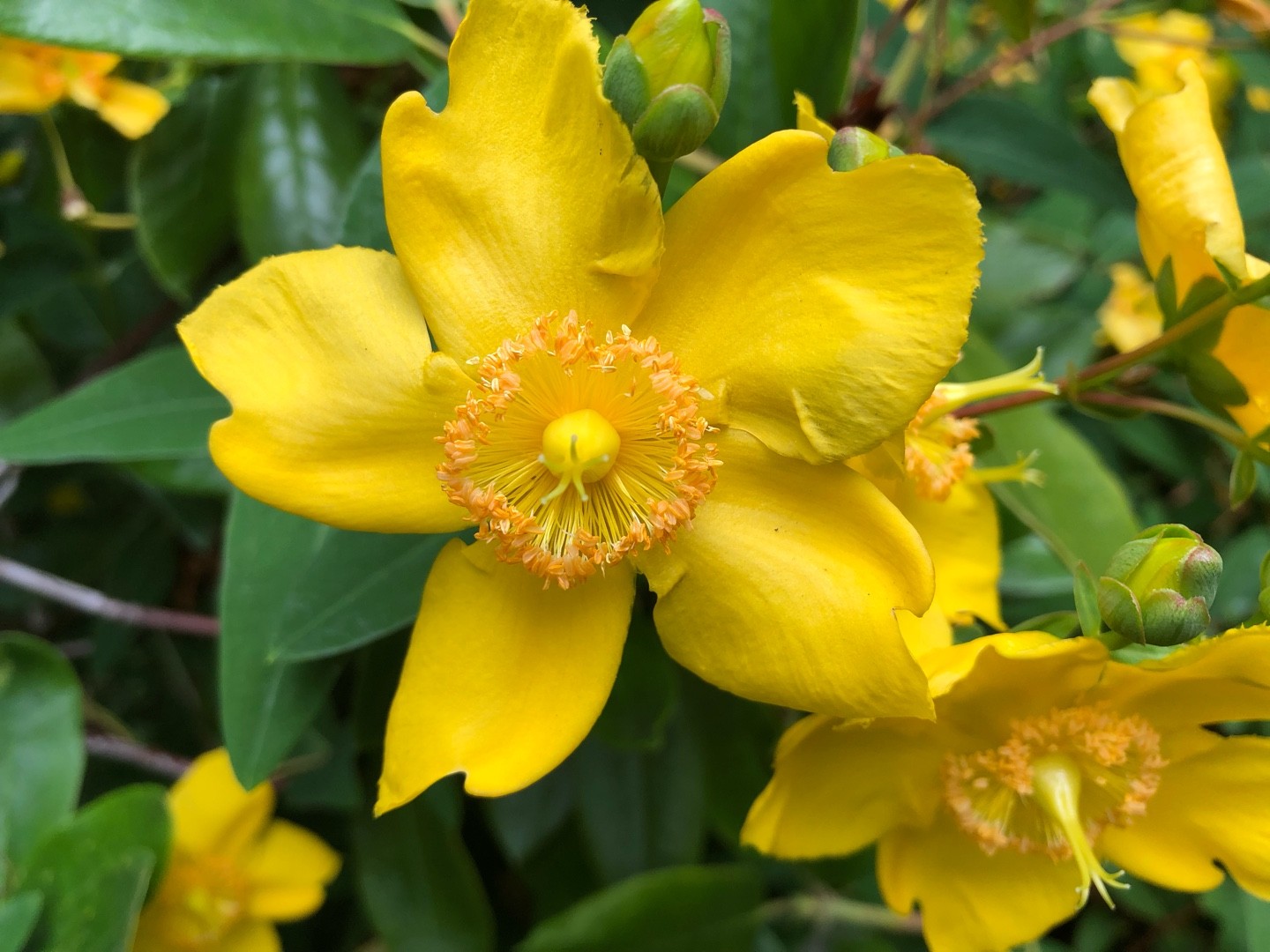 Hypericum patulum 花言葉，学名，よくある質問 - PictureThis