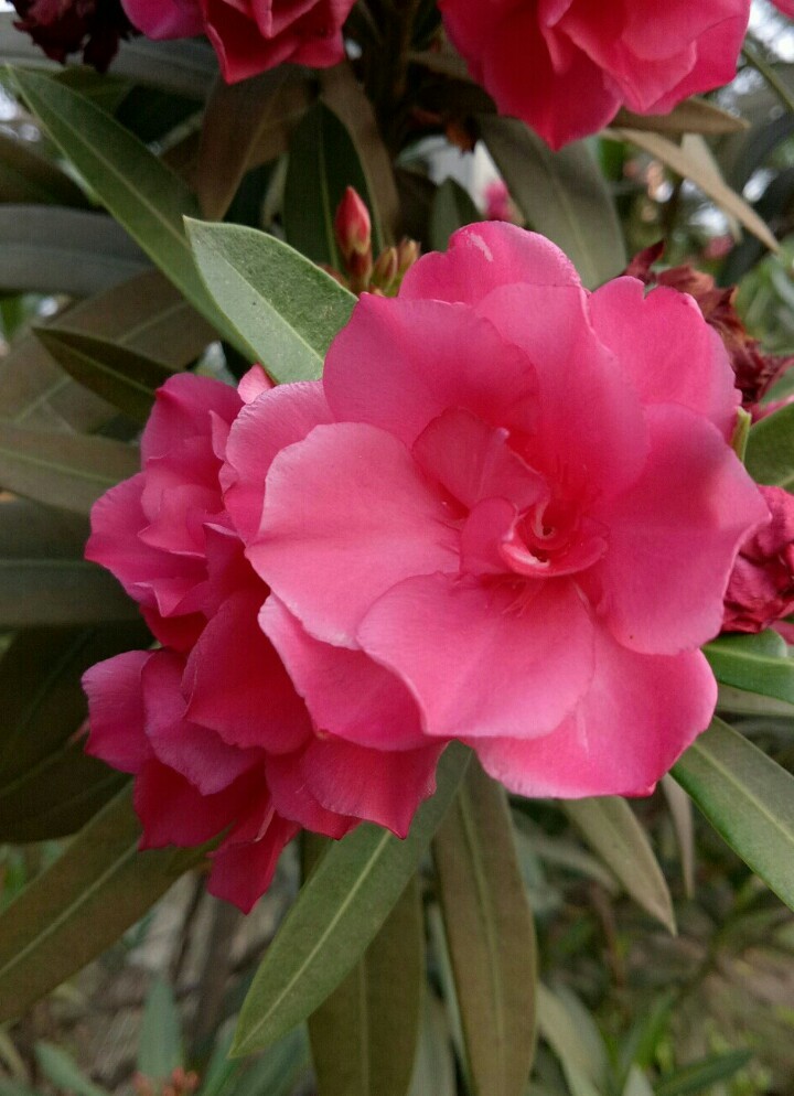 Nerium oleander 'Splendens' Flower, Leaf, Uses - PictureThis
