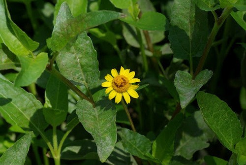 Acmella oppositifolia (Acmella oppositifolia) - PictureThis