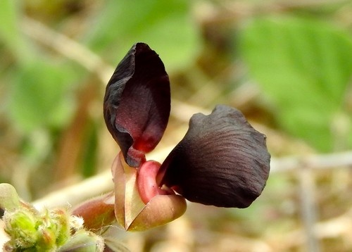 Siratro (Macroptilium atropurpureum) - PictureThis