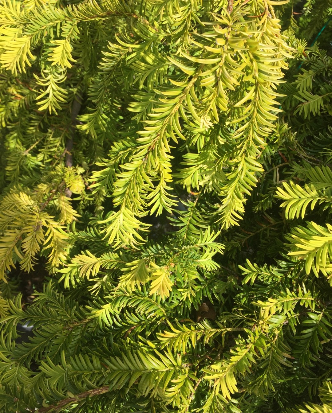 Taxus baccata 'Repens Aurea' - PictureThis