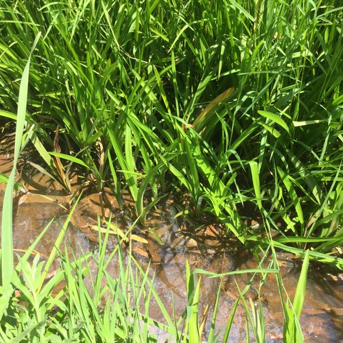 Sparganium androcladum - PictureThis