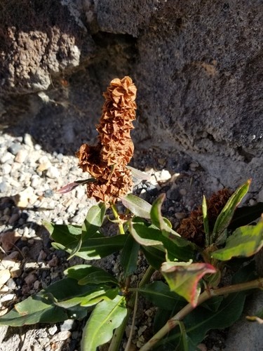 Romaza occidental (Rumex occidentalis) - PictureThis