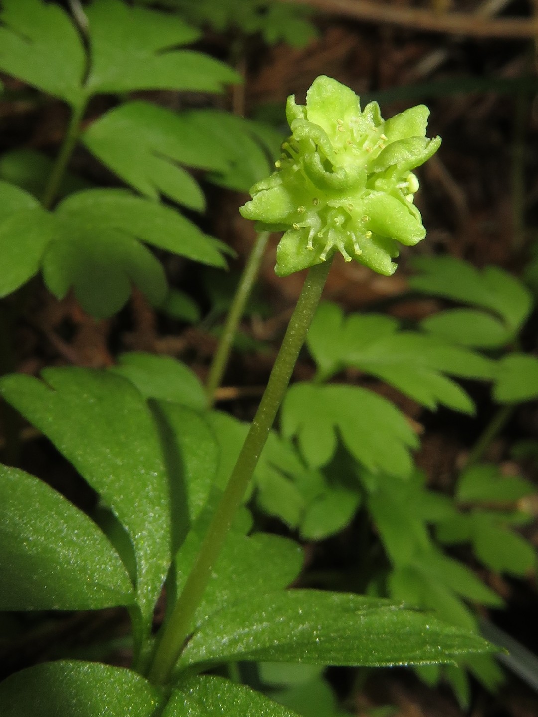 Adoxa moschatellina - PictureThis