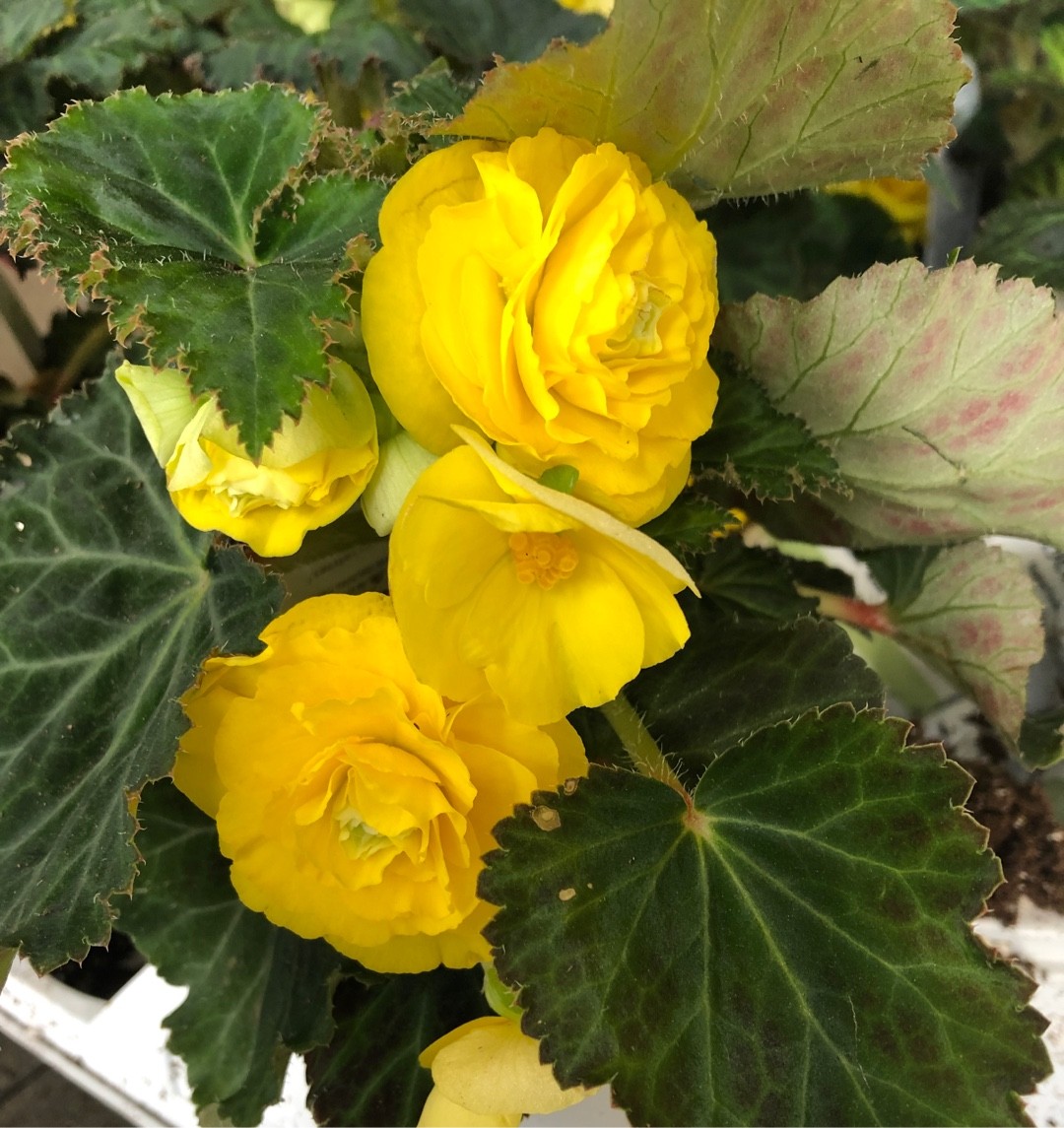 Begonia 'Nonstop Yellow' Care (Watering, Fertilize, Pruning ...