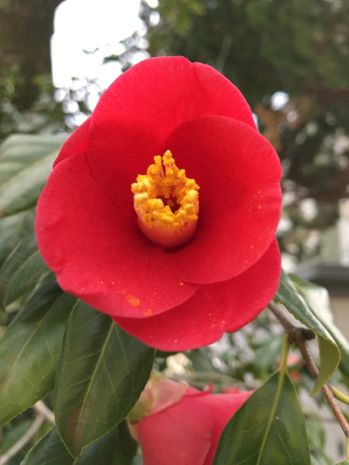 Japanese camellia 'Korean Fire' (Camellia japonica 'Korean Fire ...