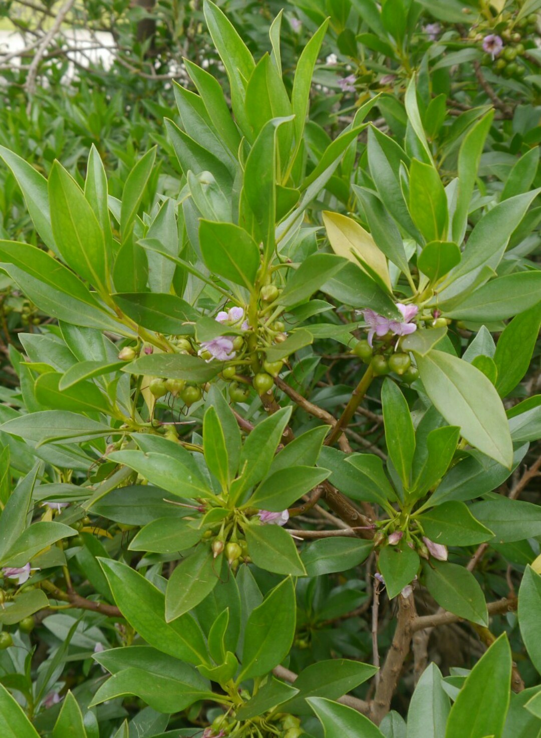 Bontia bontioides Flower, Leaf, Uses - PictureThis