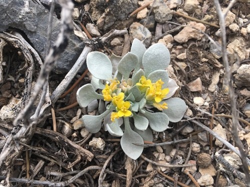 Physaria chambersii - PictureThis